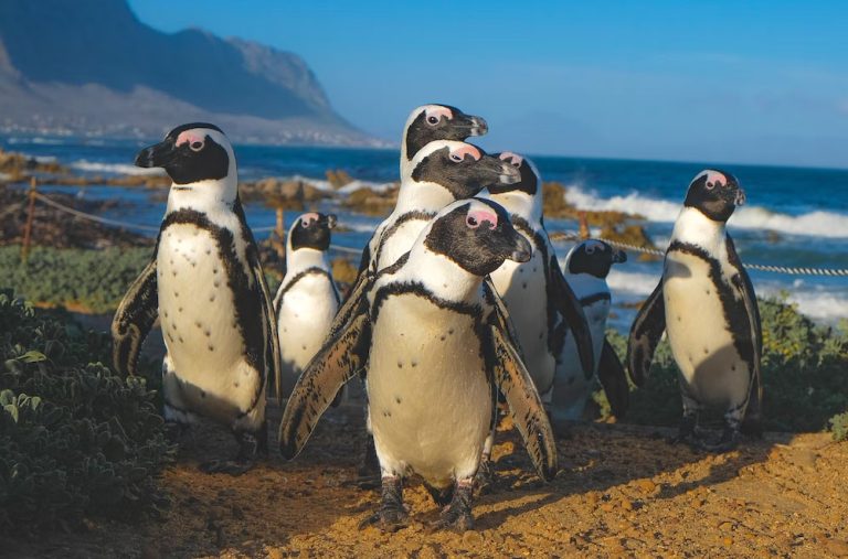 Your Path to Permanent Residence in South Africa Starts Here!