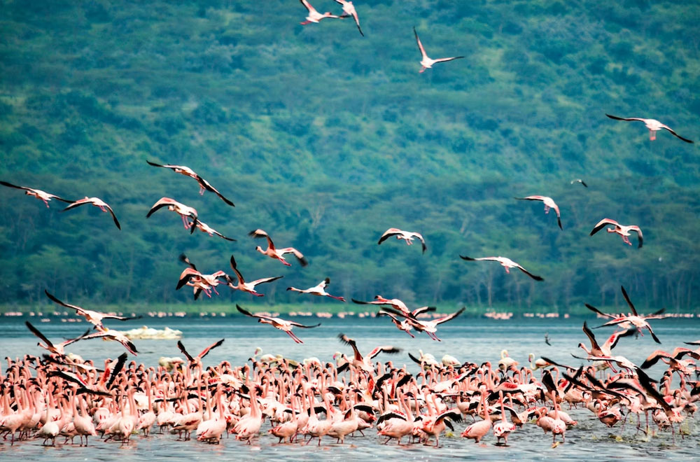 Role of the Directorate of Immigration Services in Kenya?